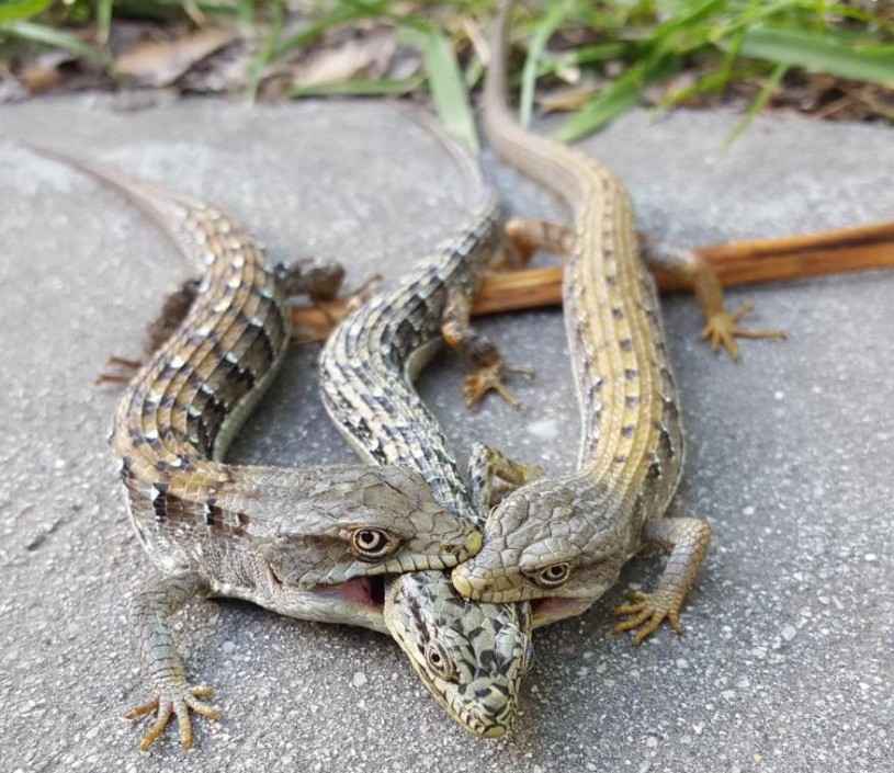 Natural History Museum